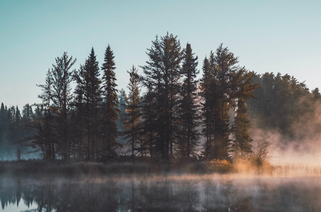 La forêt domaniale : un espace naturel protégé.
